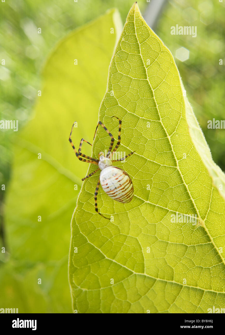 Big green leaf hi-res stock photography and images - Alamy