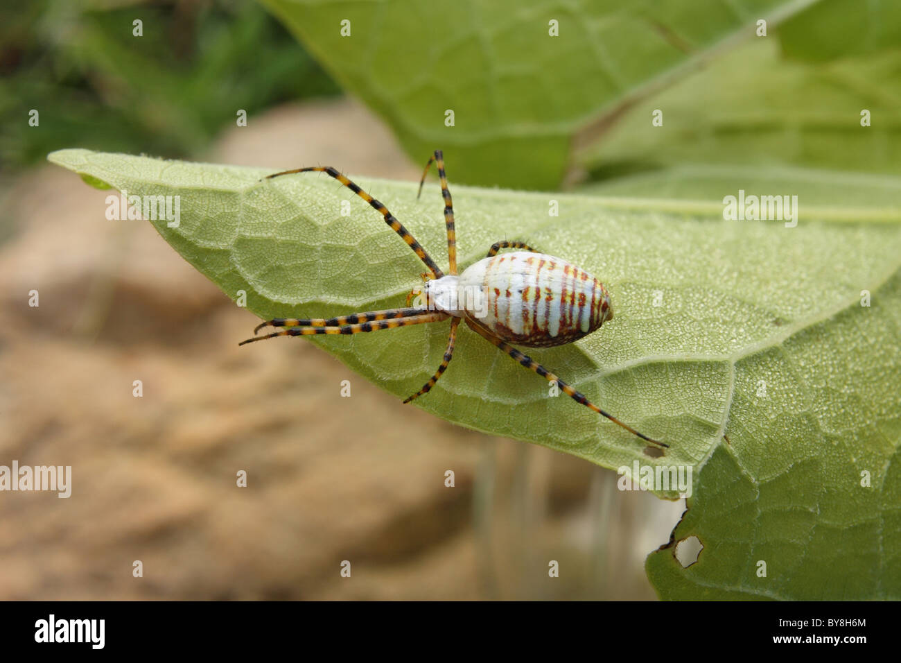 Most Disgusting Spider