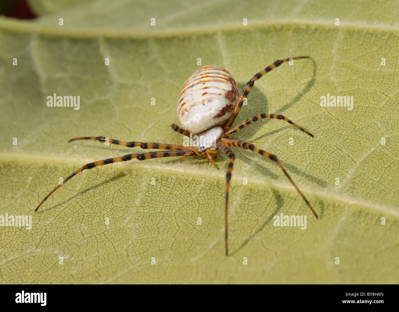big striped garden spider sitting on plant leaf Stock Photo - Alamy
