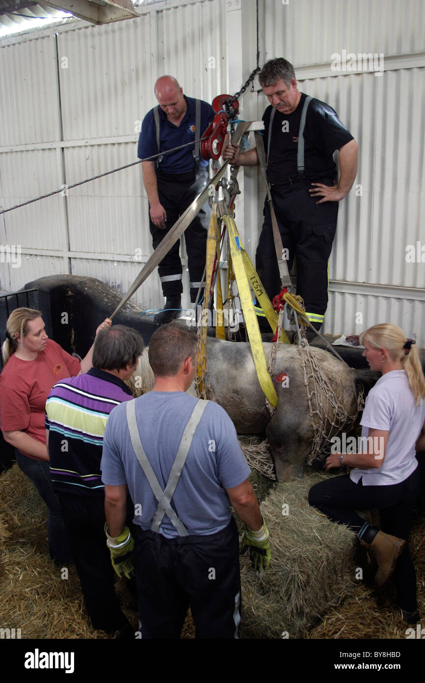 Rescue pony hi-res stock photography and images - Alamy
