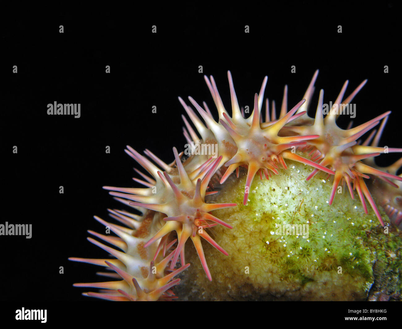 Crown of Thorns Sea Star - Acanthaster planci on plain background Stock ...