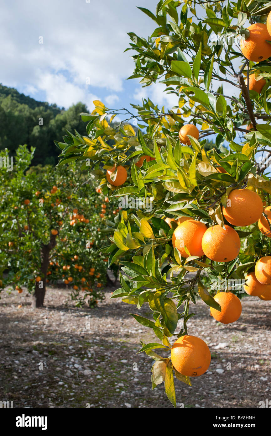 Orange tree loaded with fresh fruit ready to pick Stock Photo - Alamy