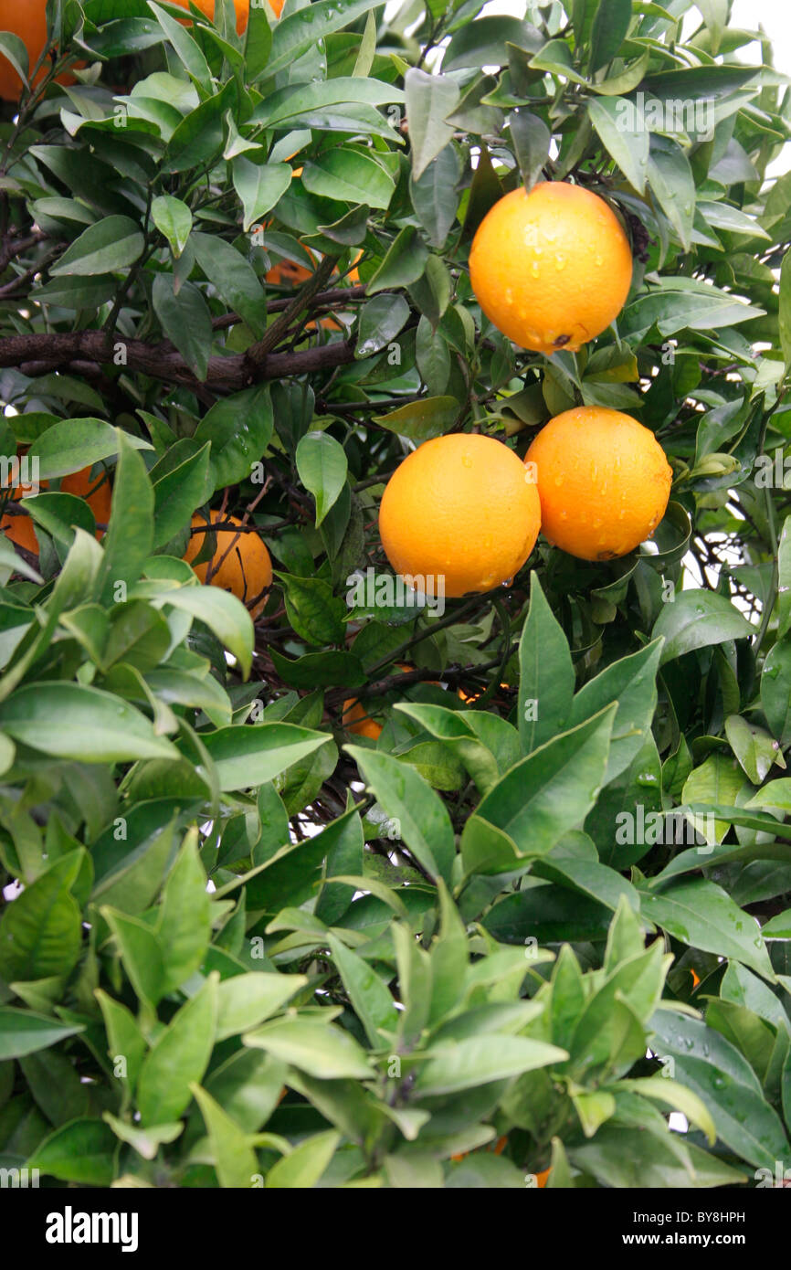 Fresh oranges growing on a tree Stock Photo - Alamy