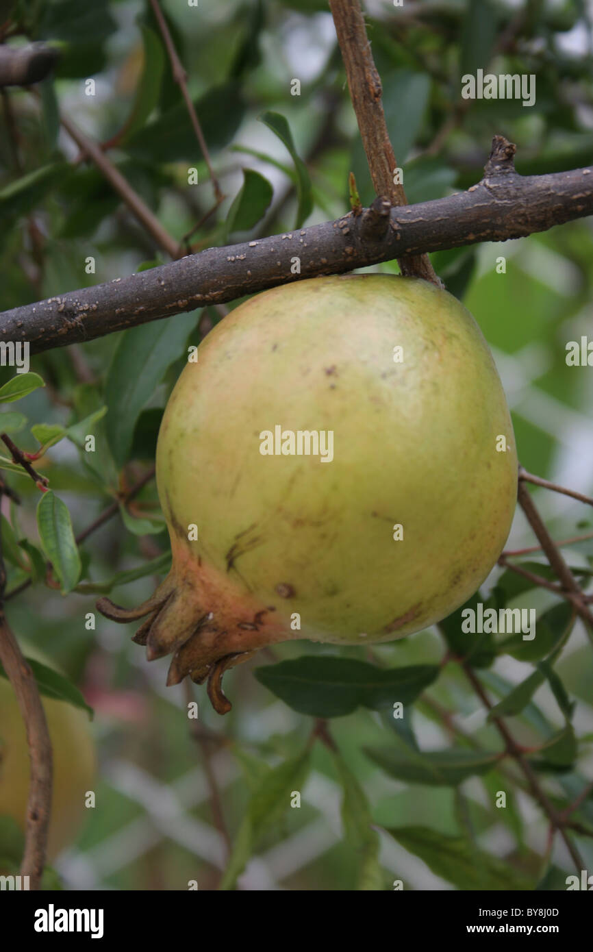 Pomegranate growing on tree Stock Photo - Alamy