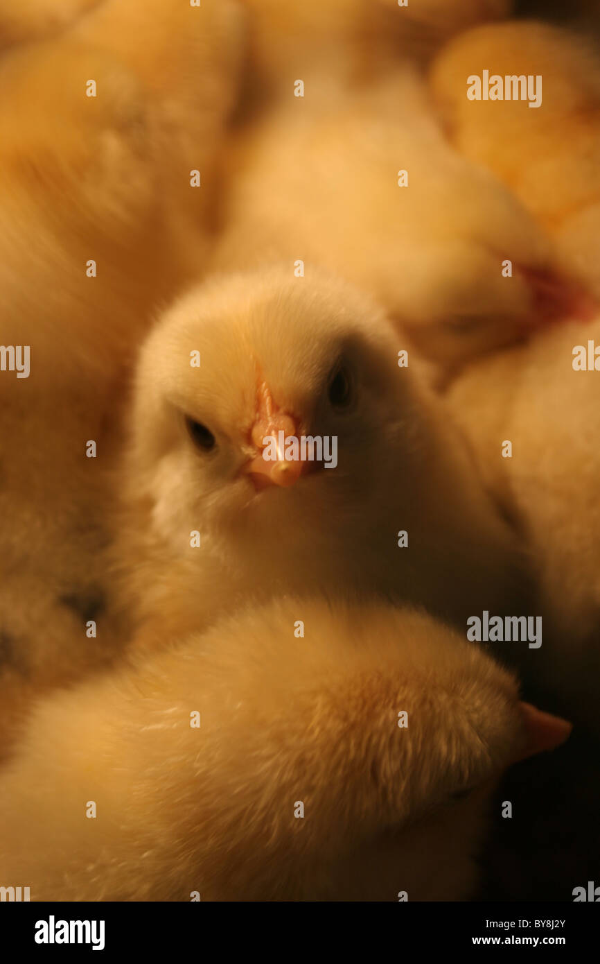 Easter chicks hi-res stock photography and images - Alamy