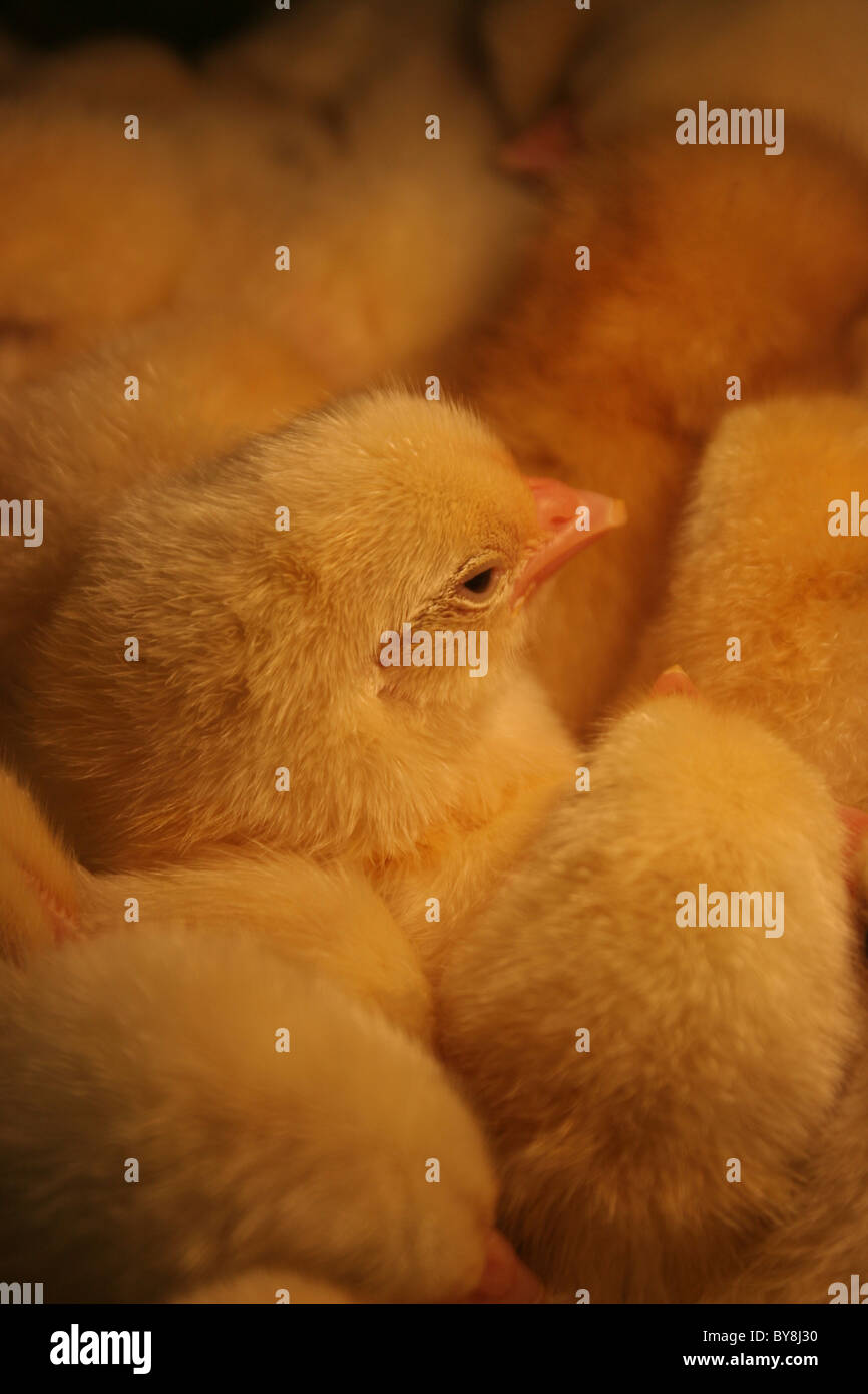 Easter chicks hi-res stock photography and images - Alamy