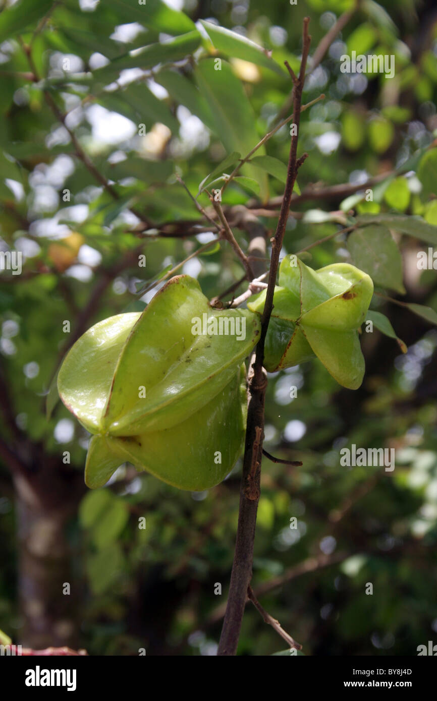 Star fruit growing on a tree Stock Photo - Alamy