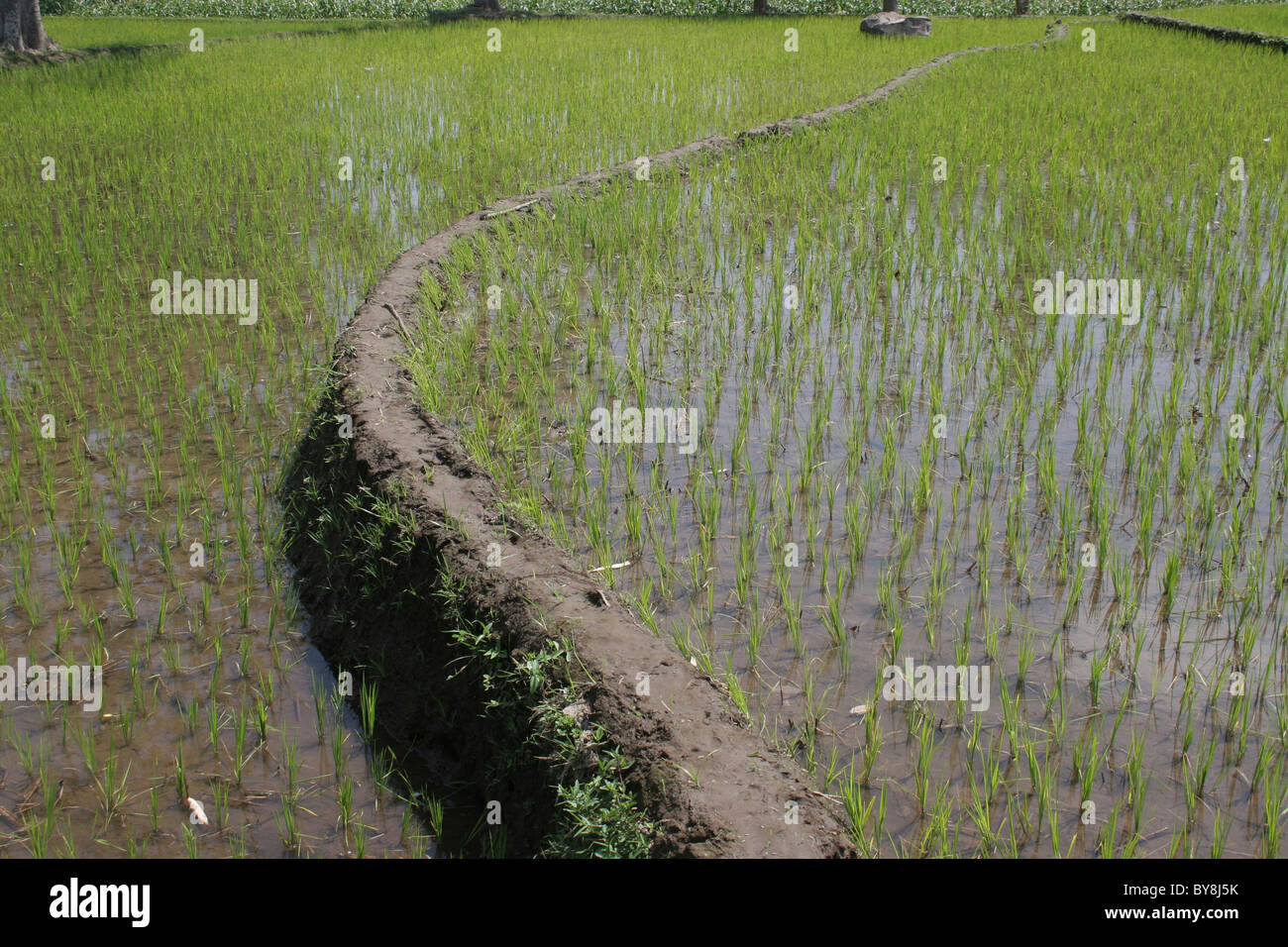 Rice paddy photos hi-res stock photography and images - Alamy