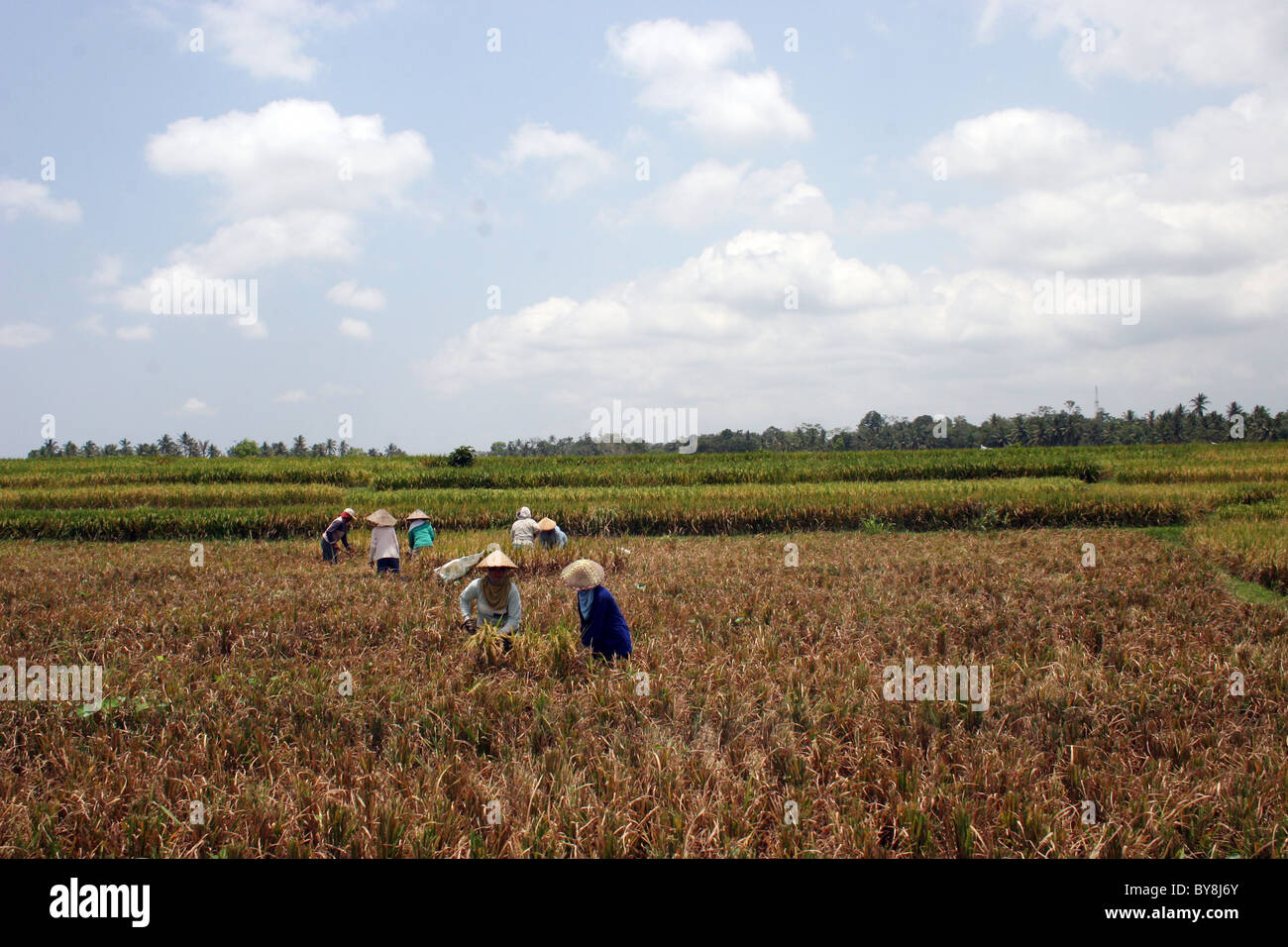 Harvesting rice crop hi-res stock photography and images - Alamy