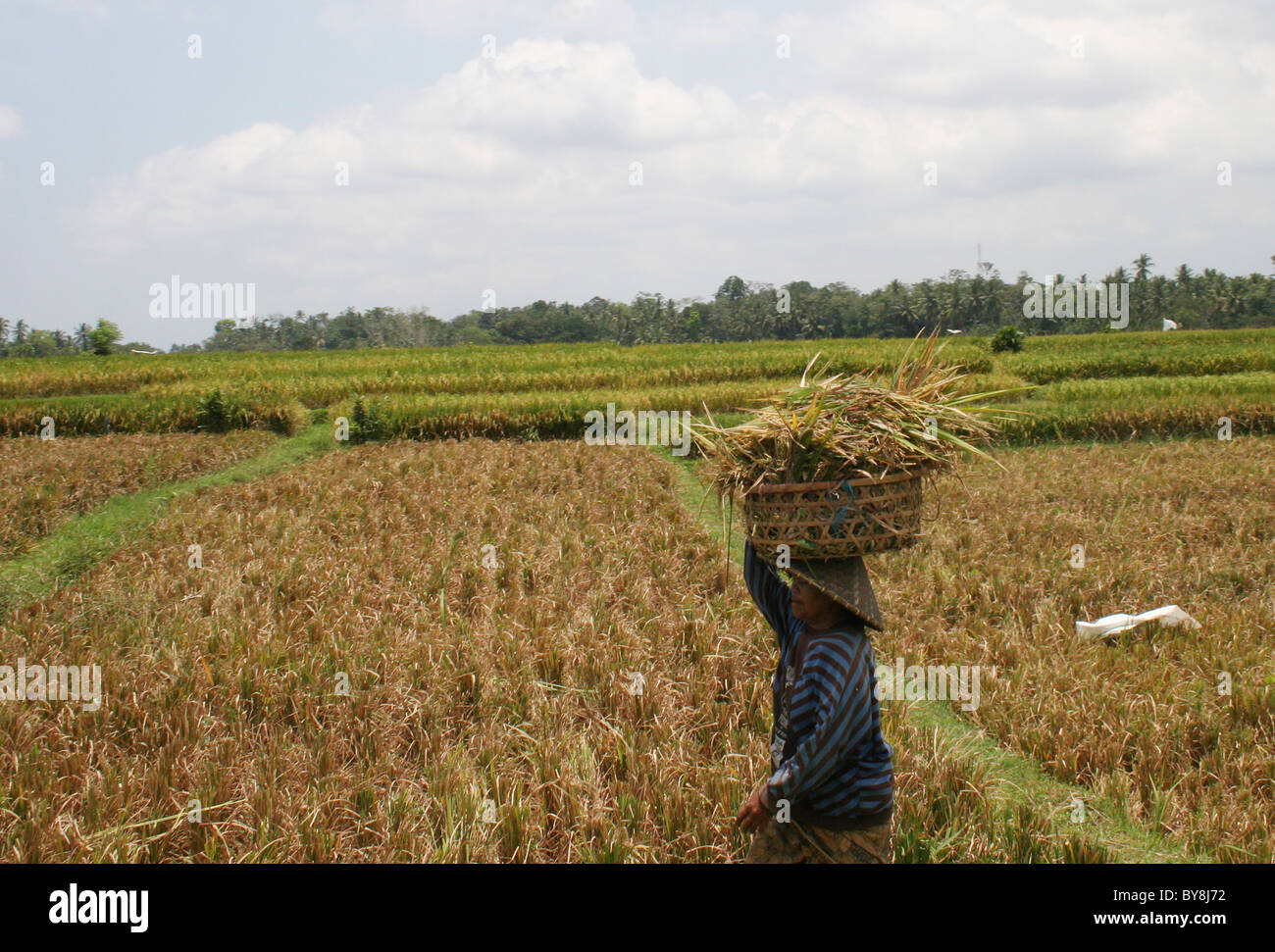 Harvesting photos hi-res stock photography and images - Alamy