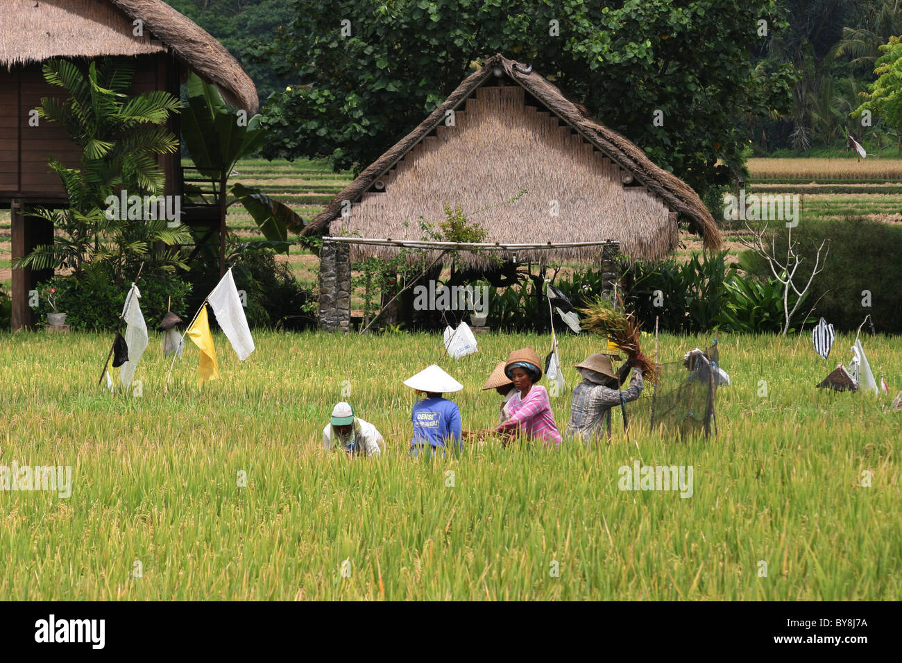 Beating rice in a paddy field with scarecrow flags in background Stock ...