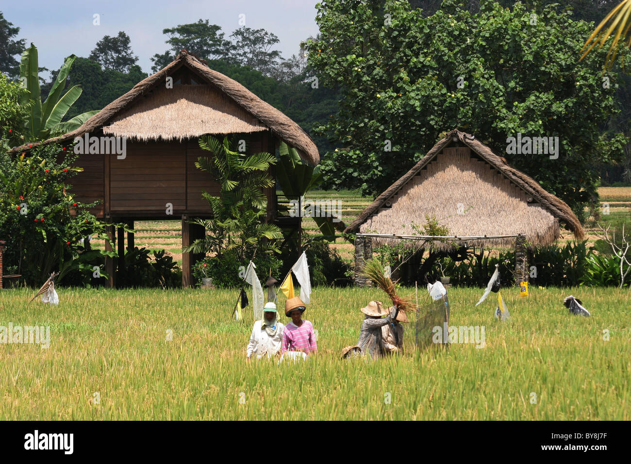 Beating rice in a paddy Stock Photo - Alamy