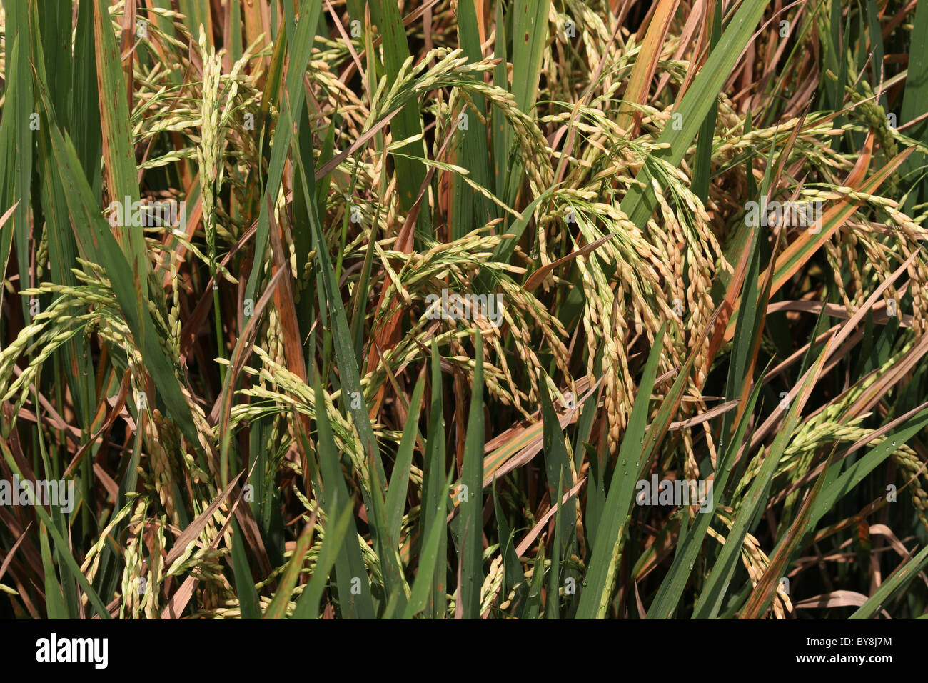 Rice Growing Stock Photos & Rice Growing Stock Images - Alamy