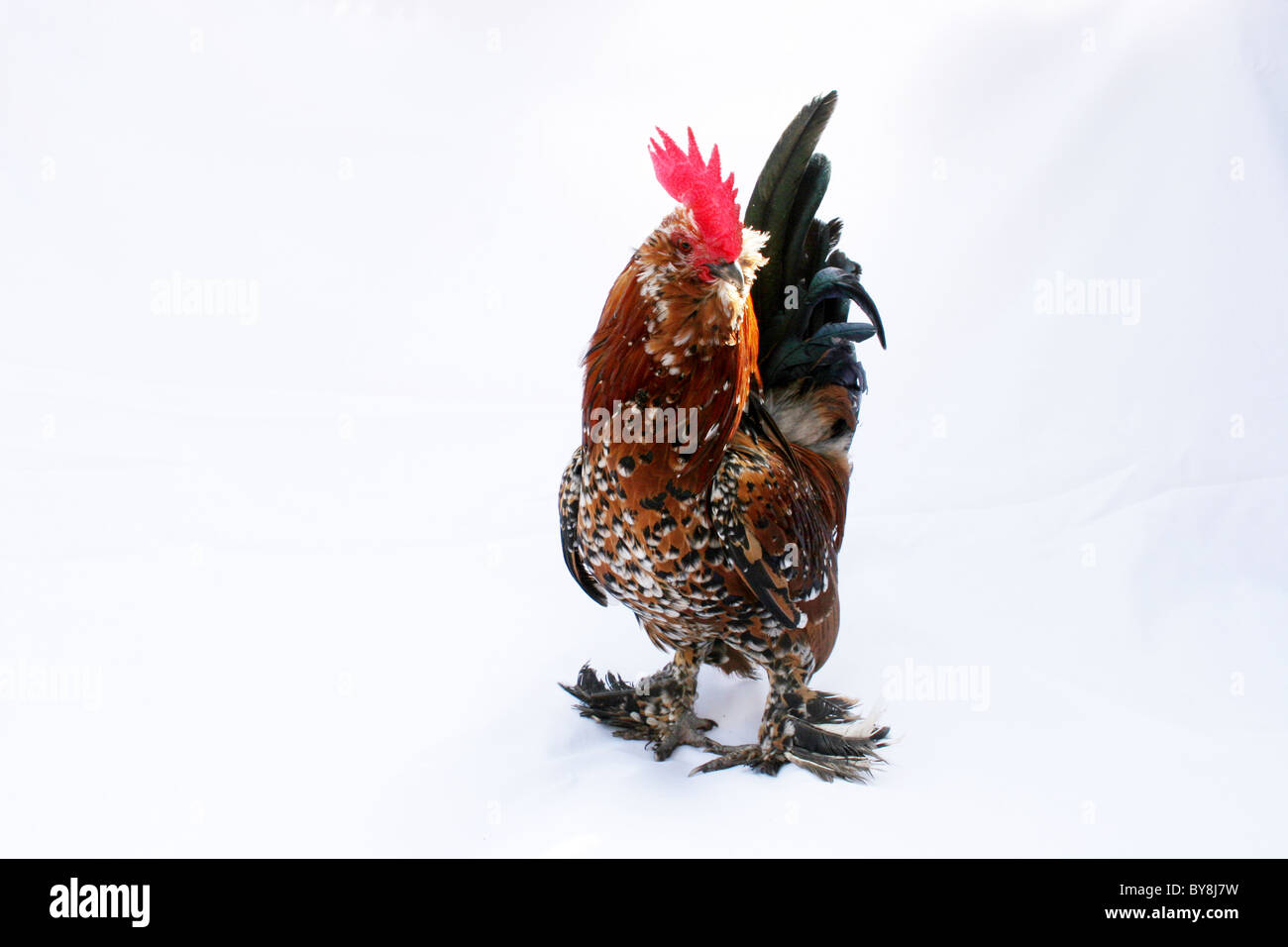 Organic free range chicken on white background Stock Photo - Alamy