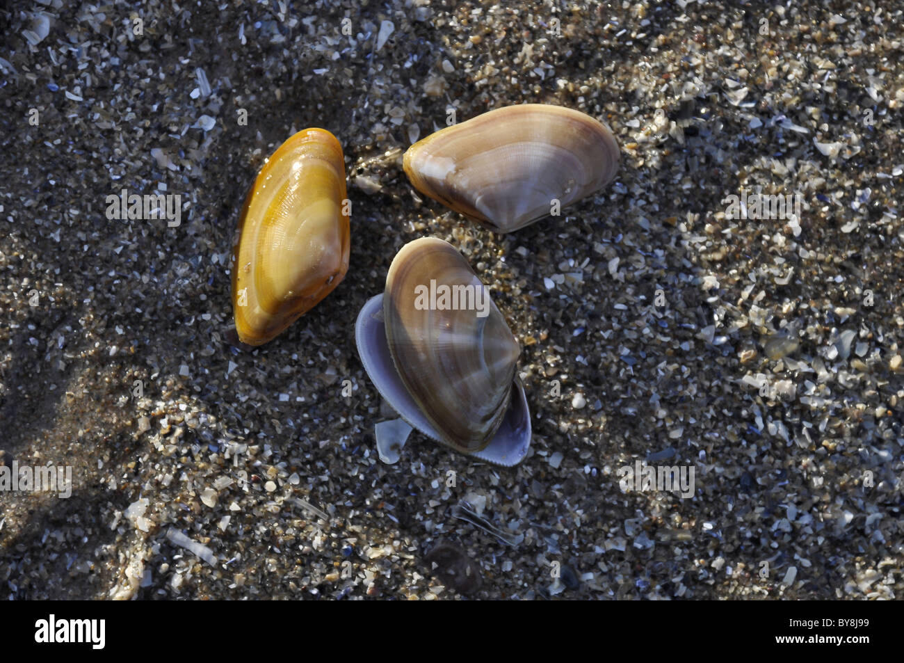 Banded Wedge shells Stock Photo - Alamy