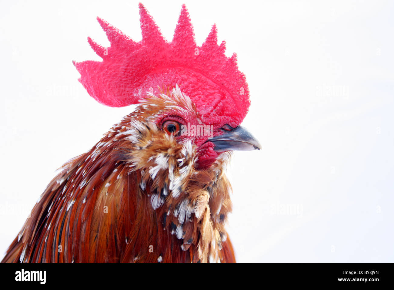 Organic free range chicken on white background Stock Photo - Alamy