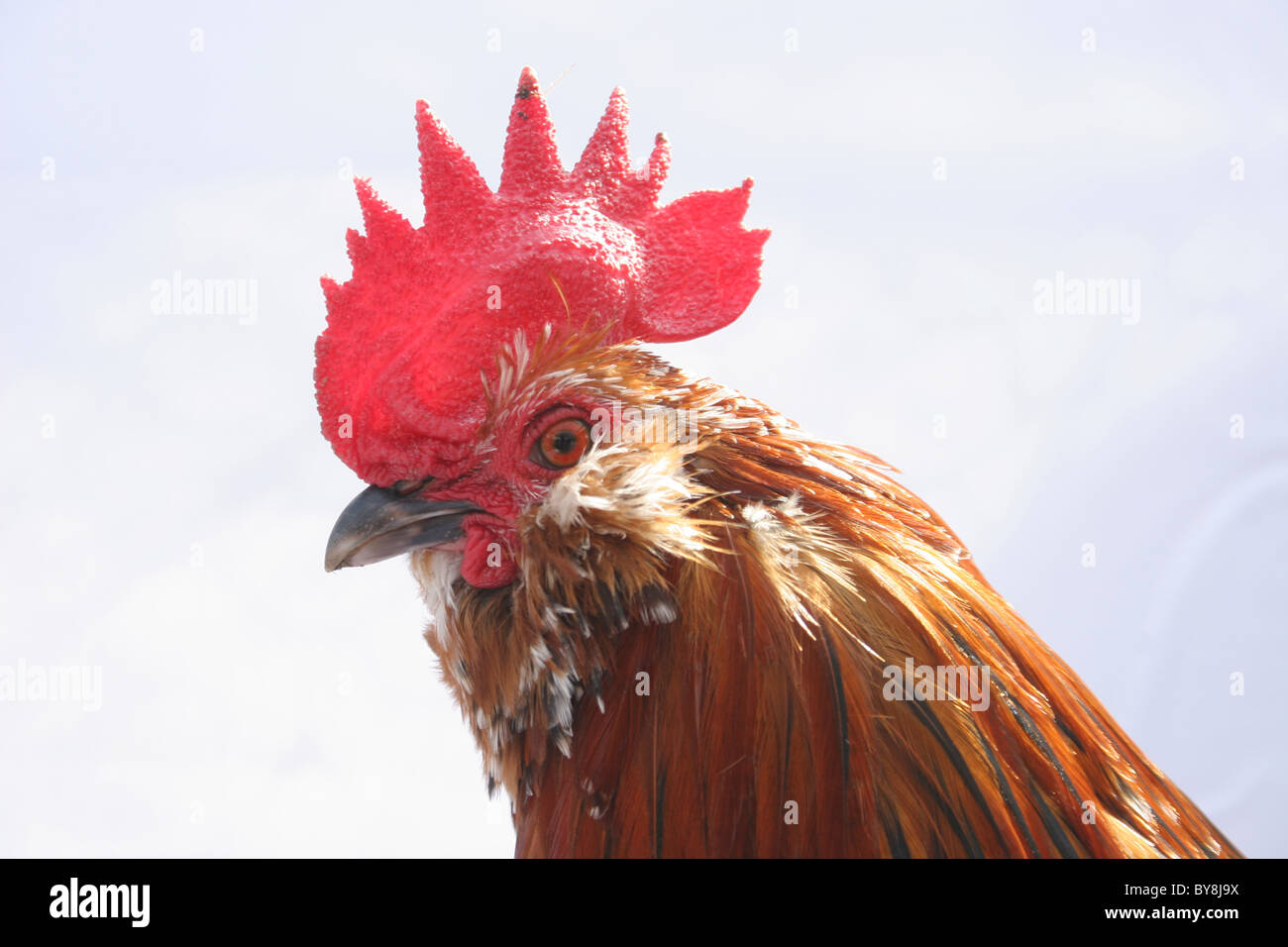 Free range chicken hi-res stock photography and images - Alamy