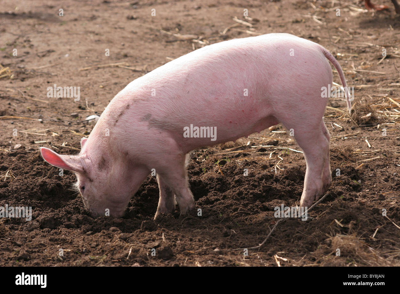 Organic free range pig on a farm Stock Photo - Alamy