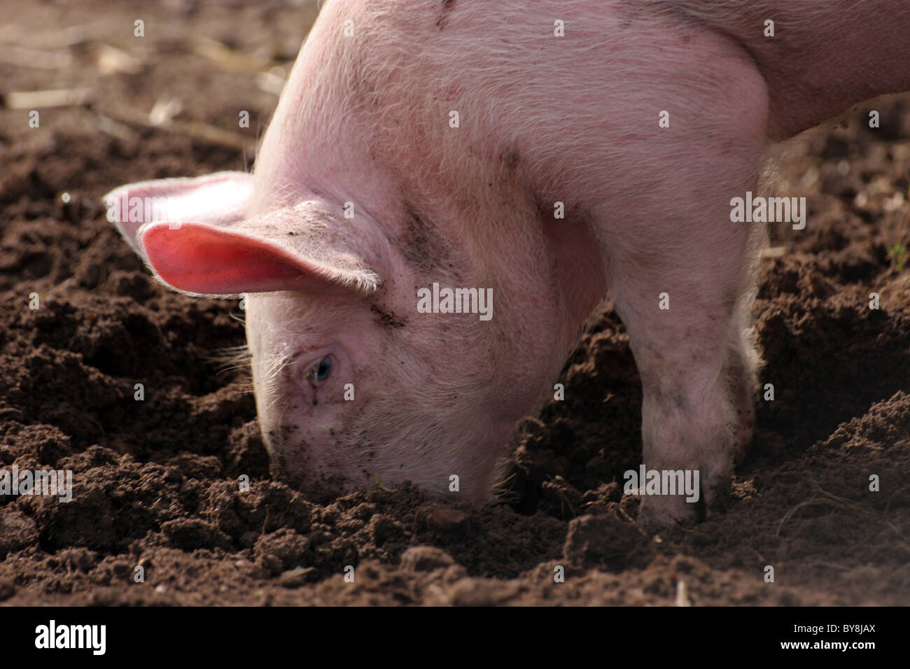 Organic free range pig digging on a farm Stock Photo - Alamy