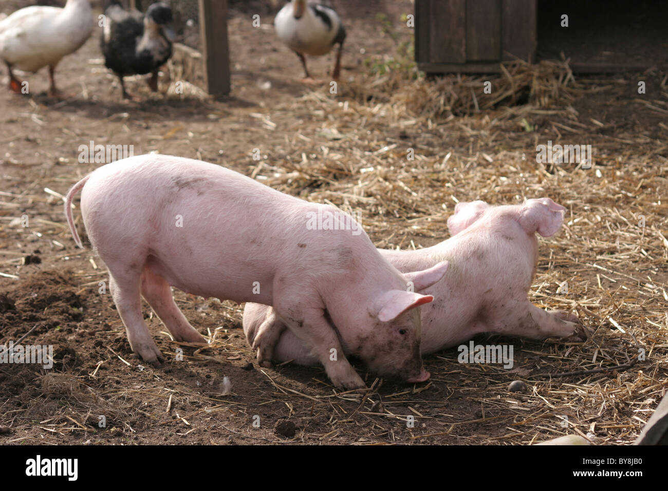 Two pigs in a farm yard Stock Photo - Alamy