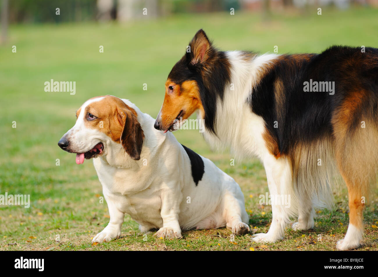 Two dogs playing together in the lawn Stock Photo - Alamy
