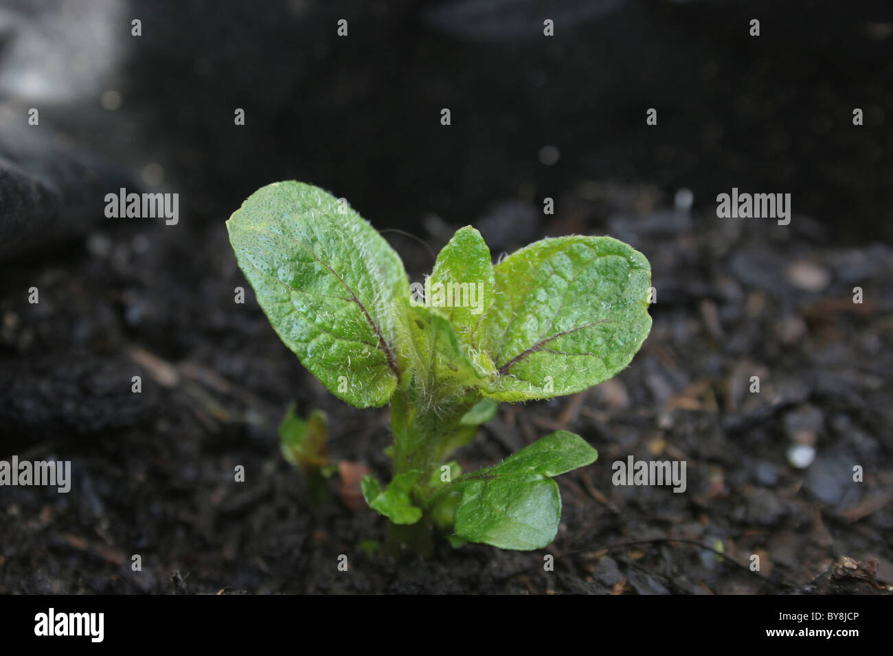 Potato plant sprouting from the soil Stock Photo - Alamy