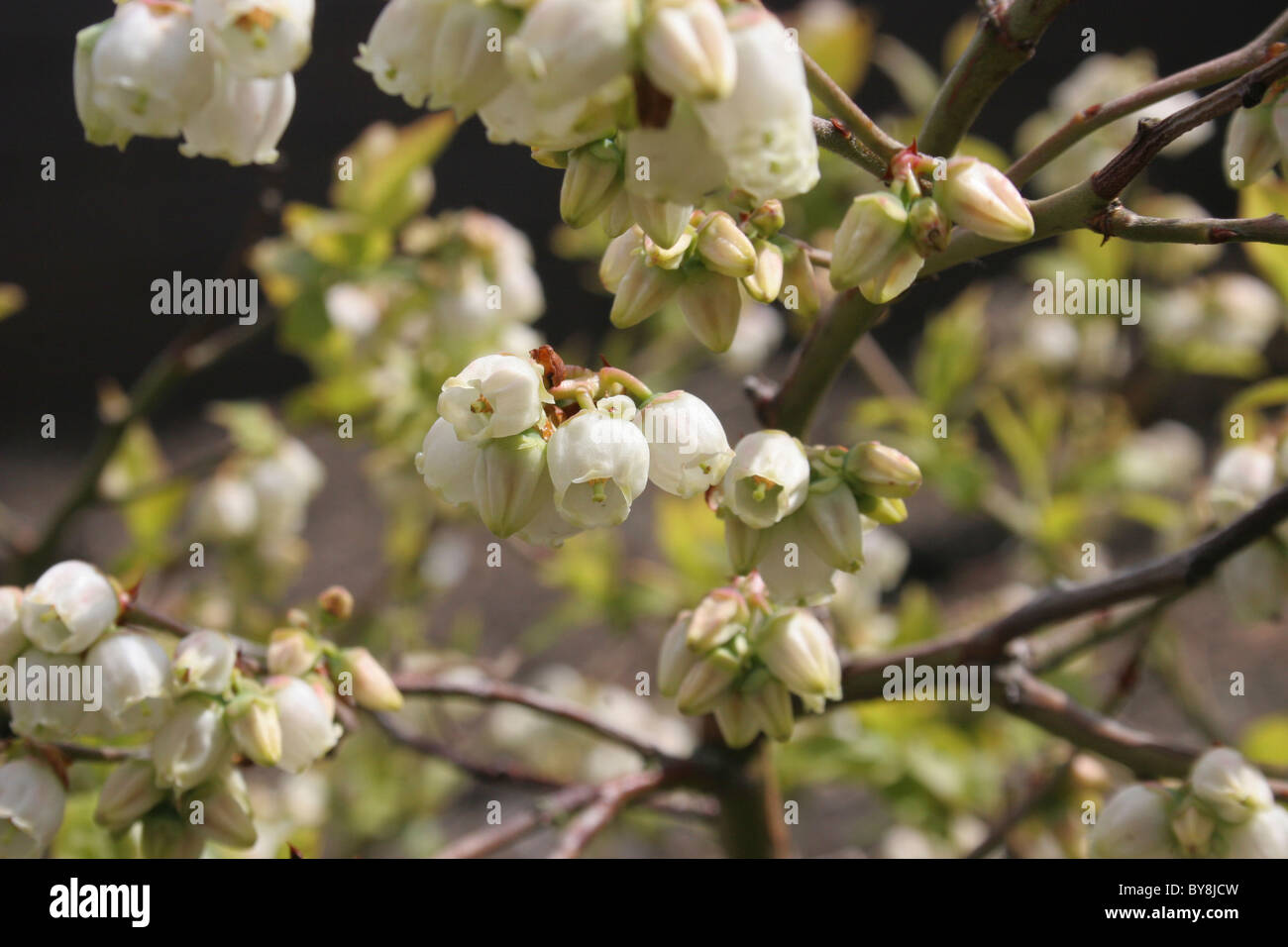 Blueberry flowers in bloom Stock Photo - Alamy