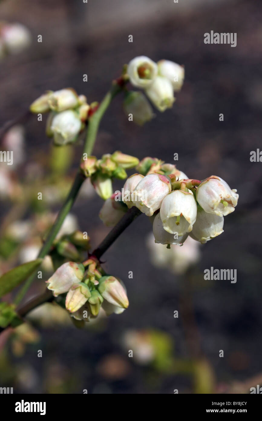 Blueberry flowers in bloom Stock Photo - Alamy
