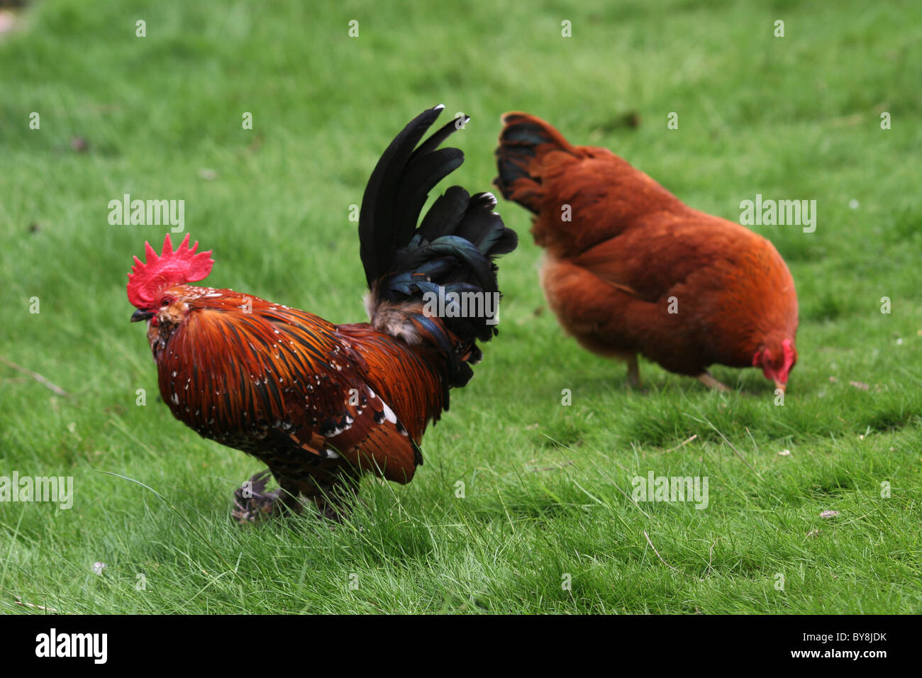 Free range chickens in a field Stock Photo - Alamy