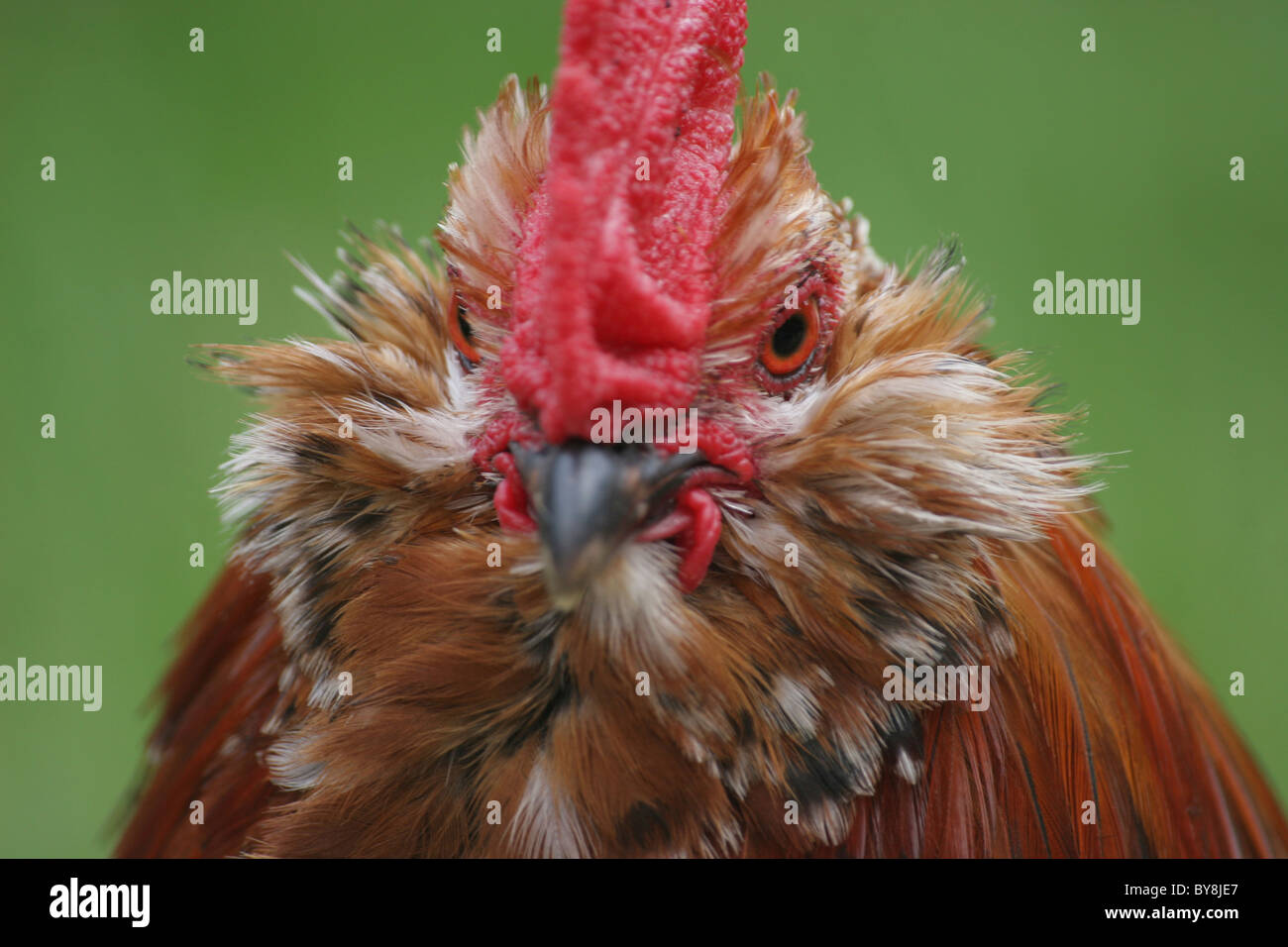 Free range chickens in a field Stock Photo - Alamy