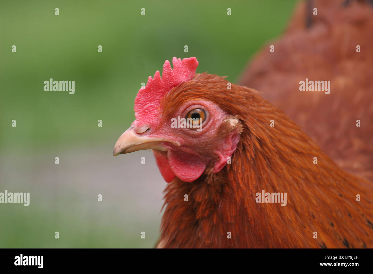 Free range chickens in a field Stock Photo - Alamy