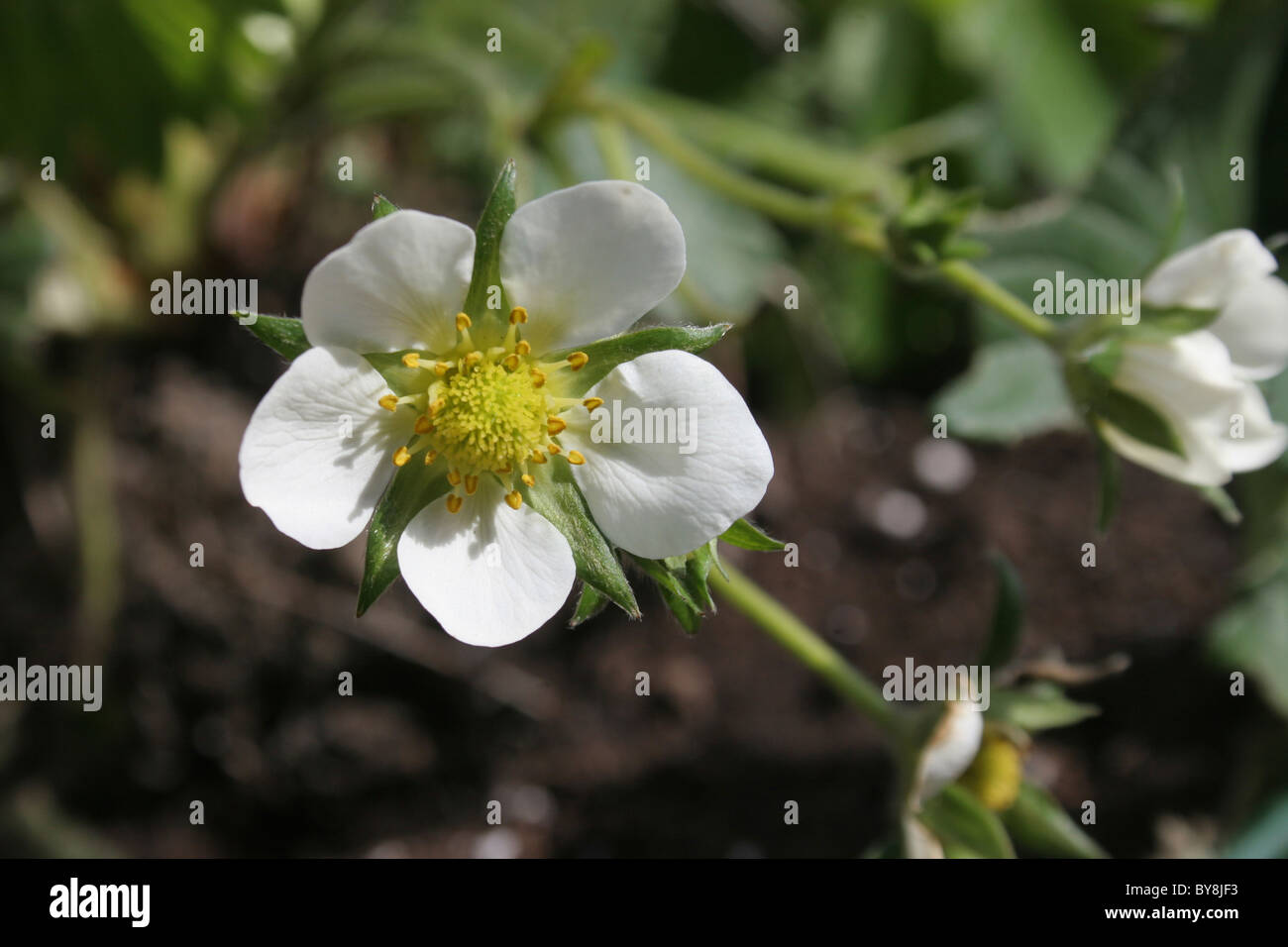 Strawberry pollination hi-res stock photography and images - Alamy