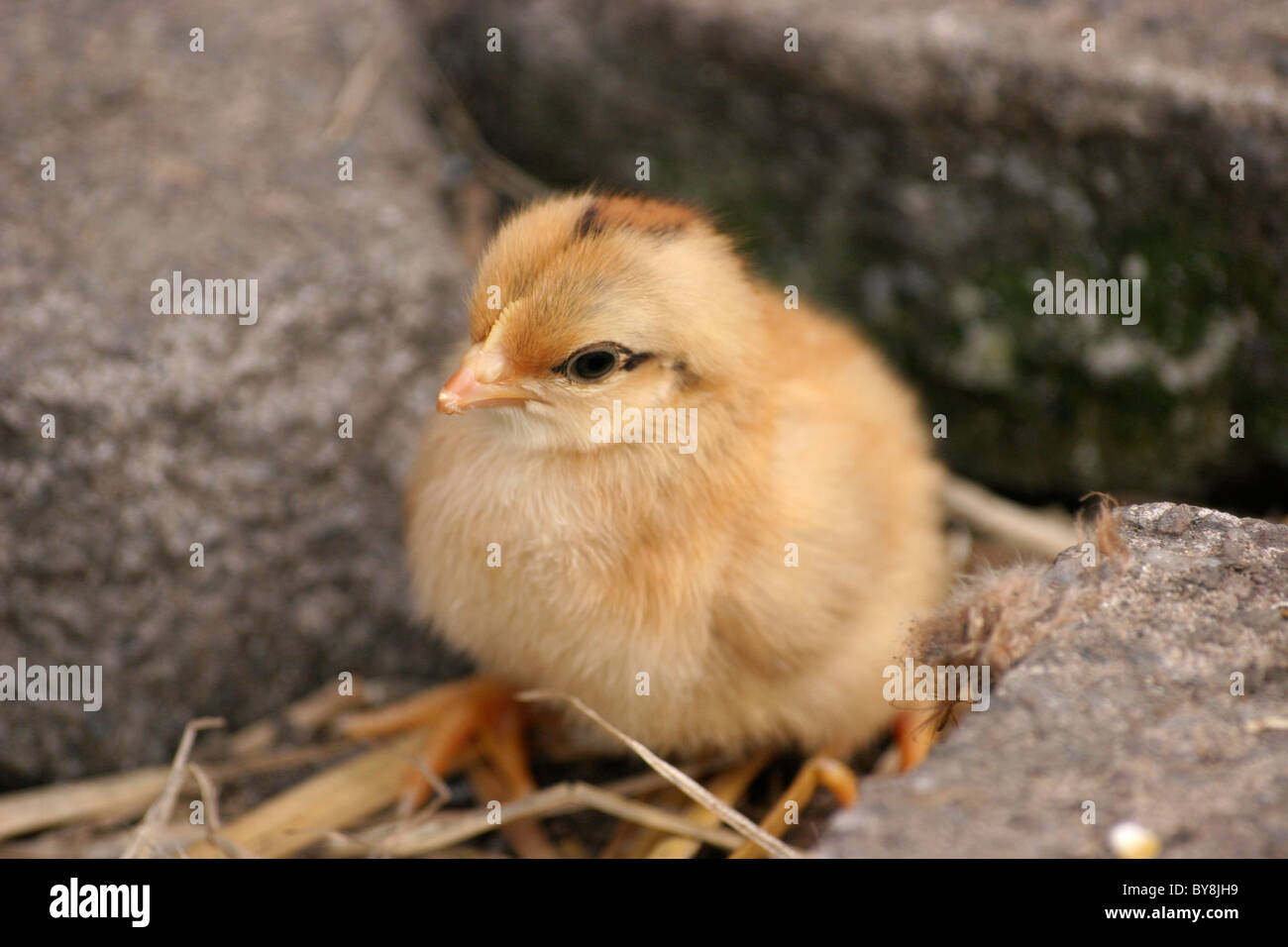 Baby chicks hi-res stock photography and images - Alamy