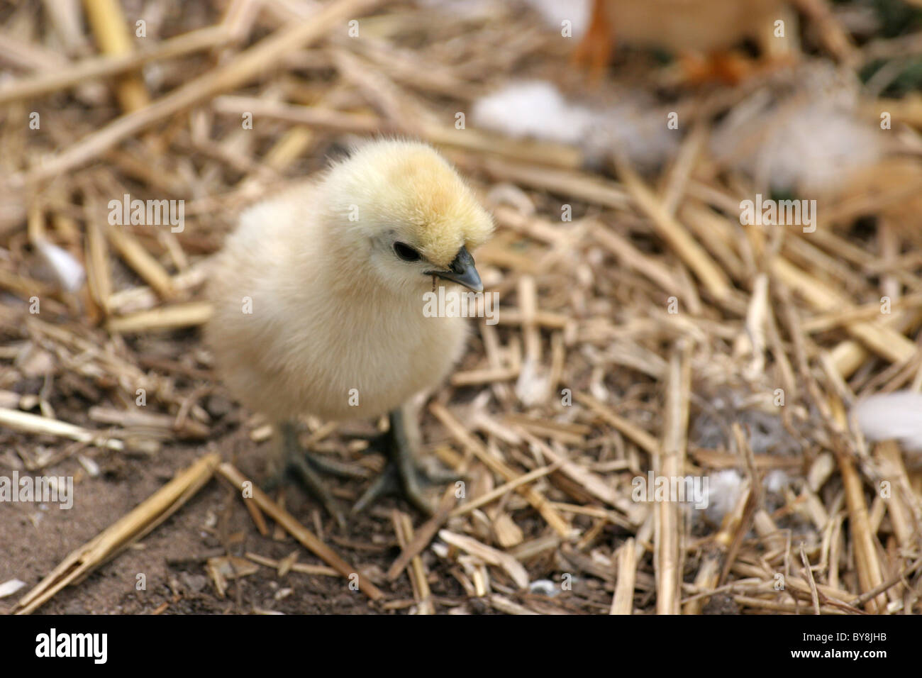 Baby chicks with hen Stock Photo - Alamy