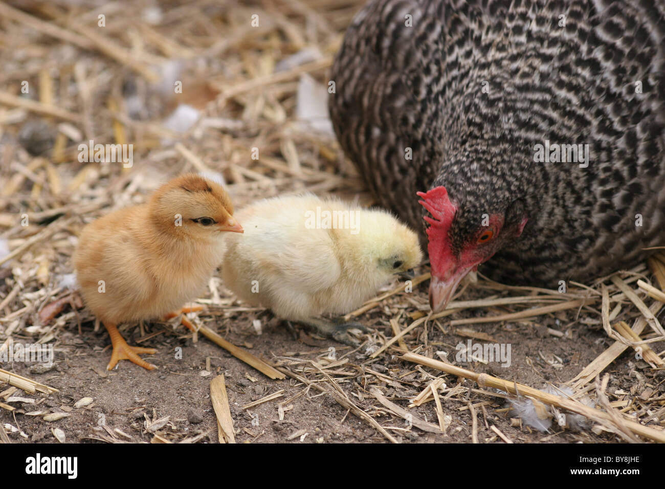 Baby chicks with hen Stock Photo - Alamy