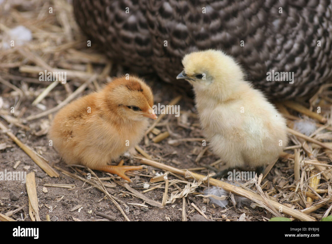 Baby hen hi-res stock photography and images - Alamy