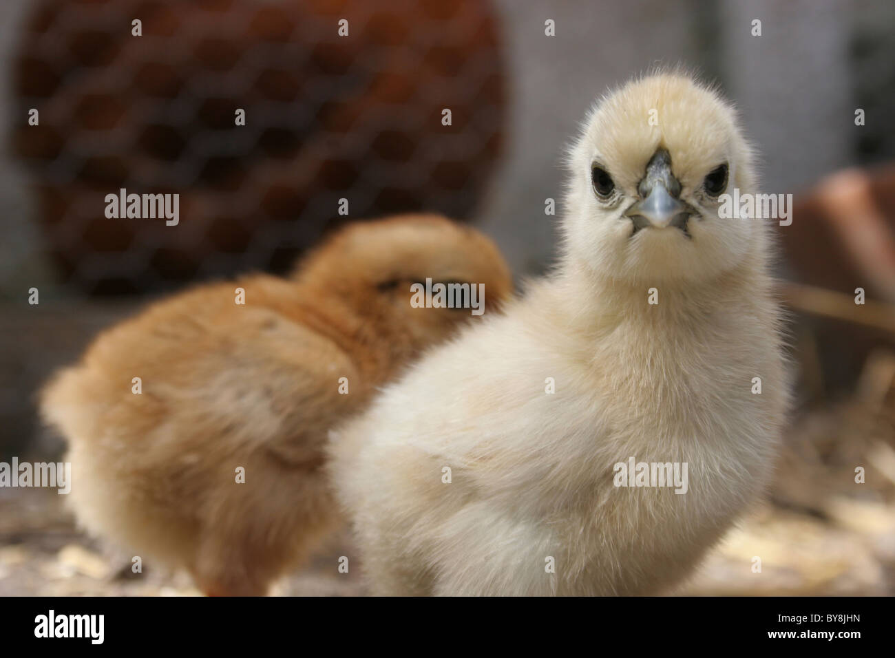 Baby chicks with hen Stock Photo - Alamy