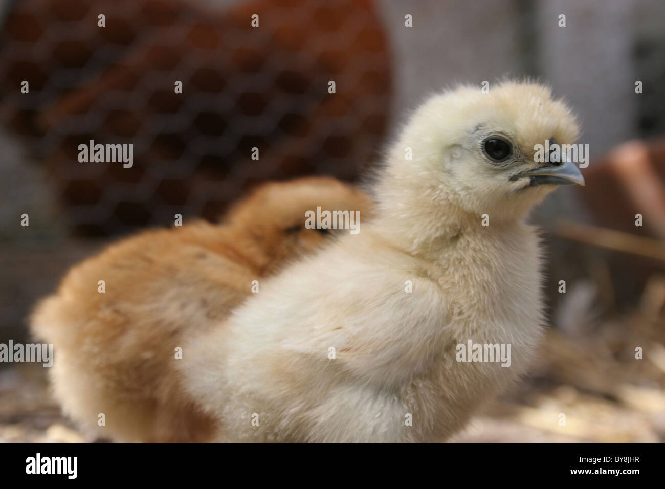Baby chicks with hen Stock Photo - Alamy