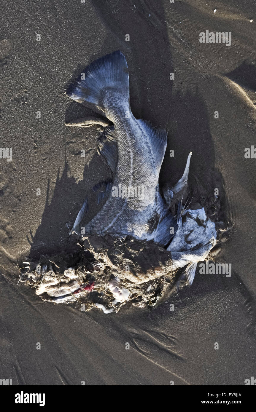 Dead fish on a beach Stock Photo - Alamy