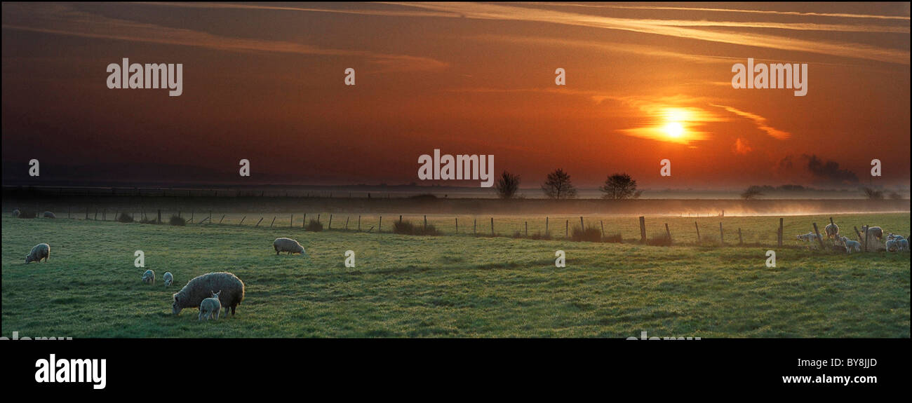 Sheep photos hi-res stock photography and images - Alamy