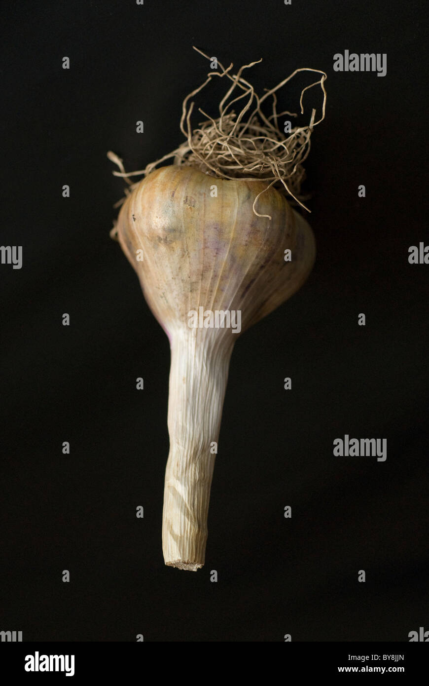 Single bulb of garlic hi-res stock photography and images - Alamy