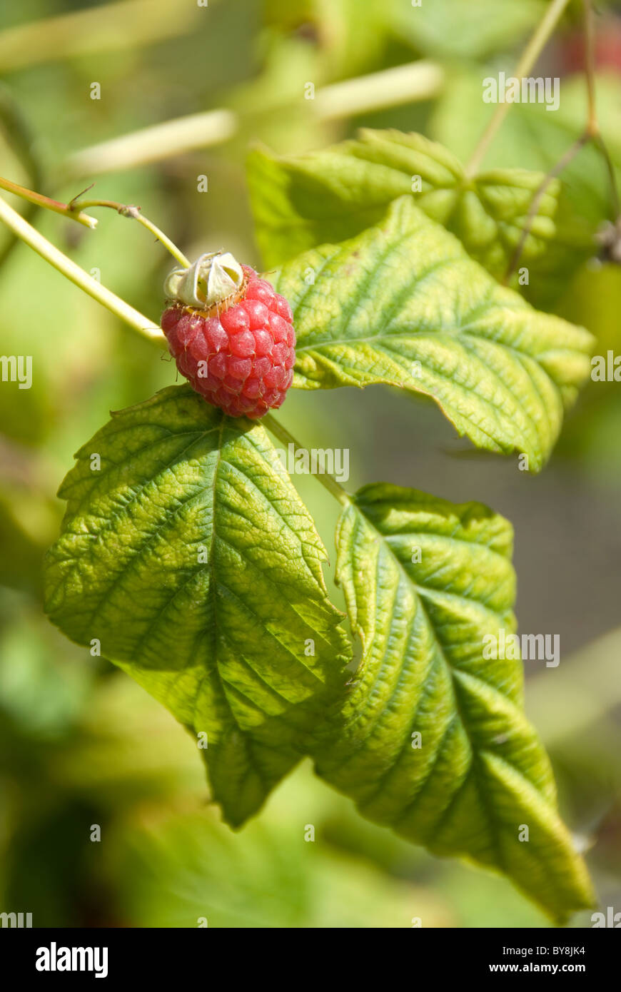 Raspberry on the bush Stock Photo - Alamy
