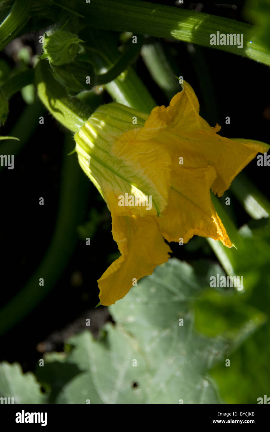 Half open flowers hi-res stock photography and images - Alamy