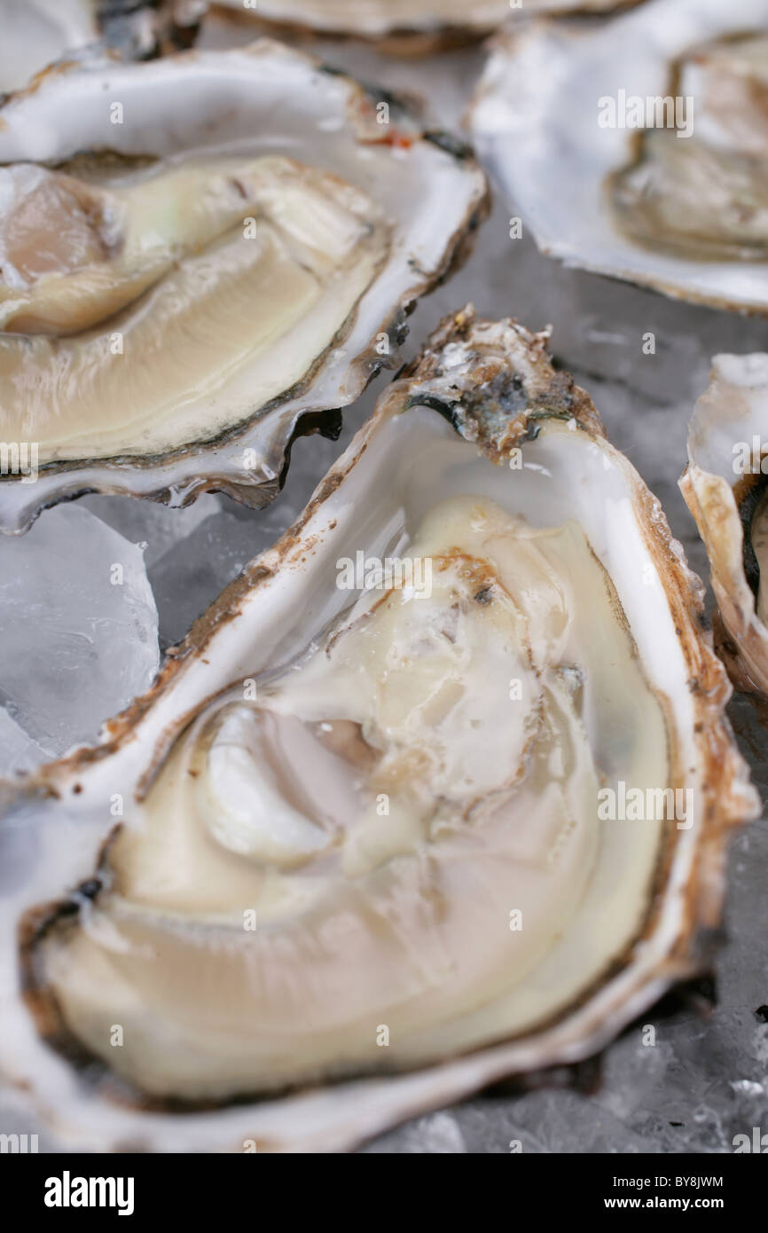 Shells fish hi-res stock photography and images - Alamy