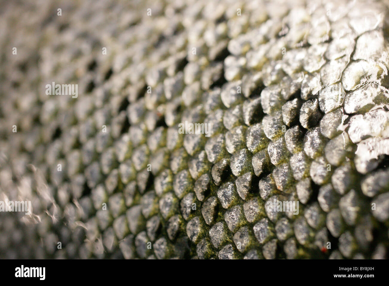 Salmon scale hi-res stock photography and images - Alamy