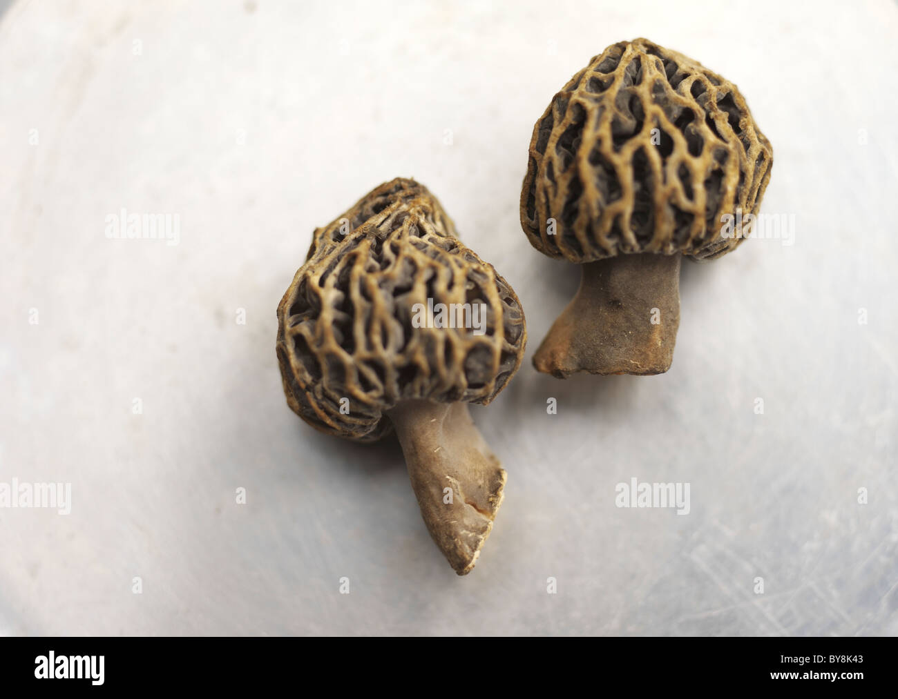 Morrell hi-res stock photography and images - Alamy