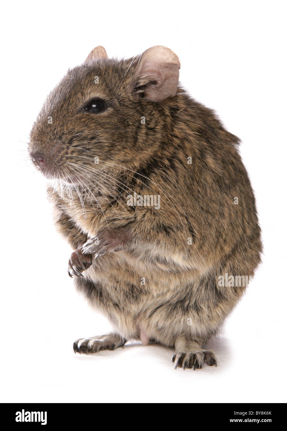 Degu Octodon degus Portrait of single adult standing Studio, UK Stock ...