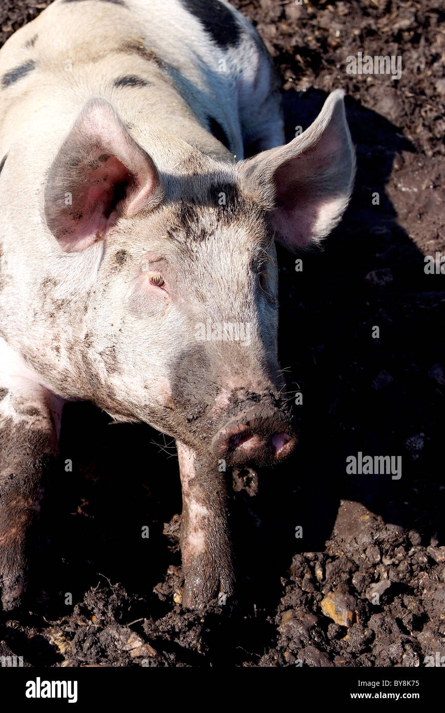 Pigs wallow mud hi-res stock photography and images - Alamy