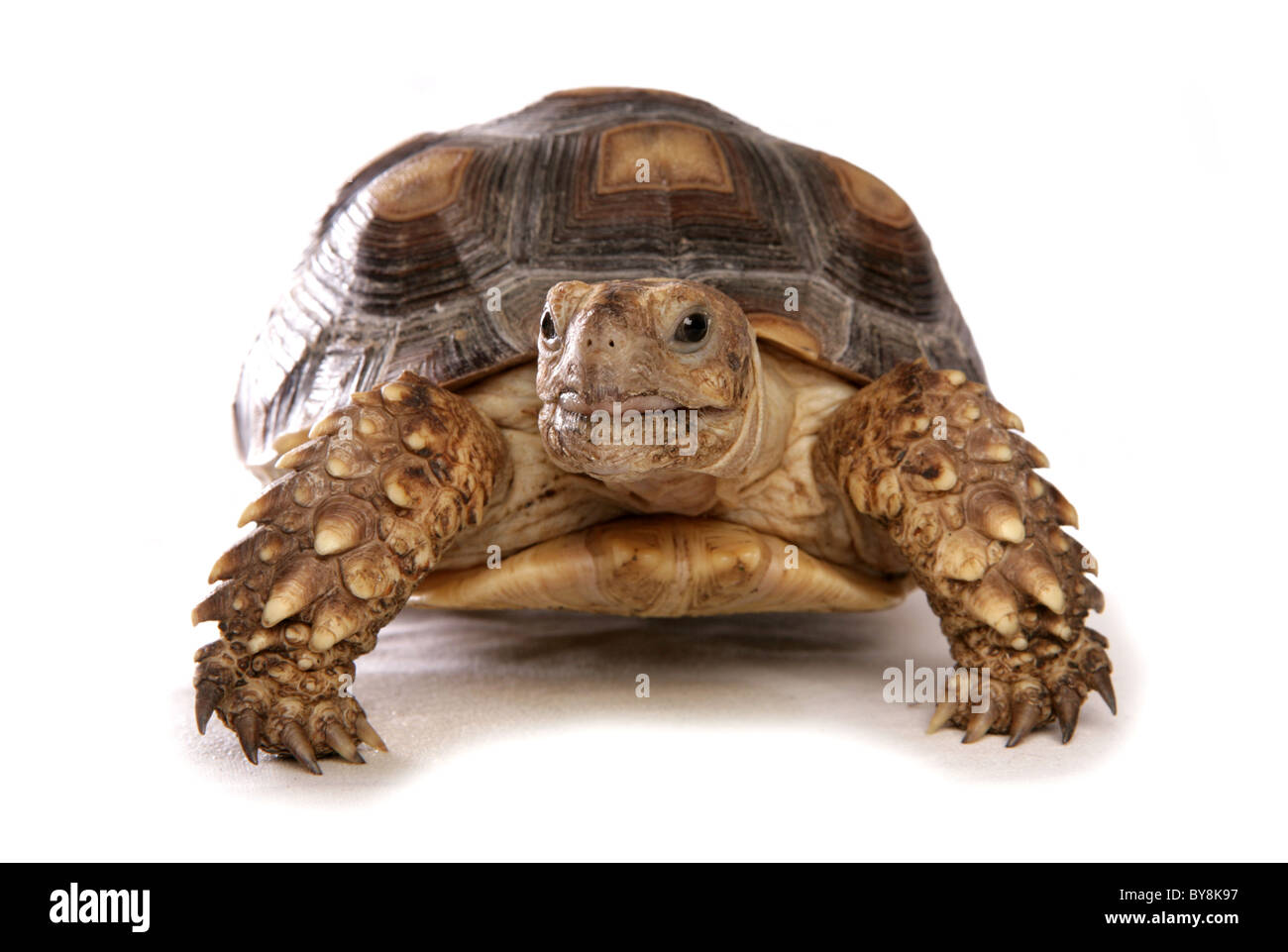 The Sulcata Tortoise High Resolution Stock Photography and Images - Alamy