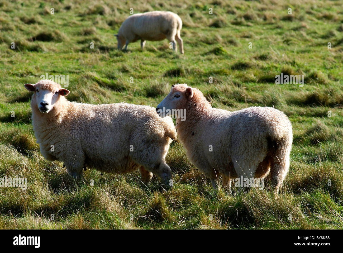 Sheep in field Stock Photo - Alamy
